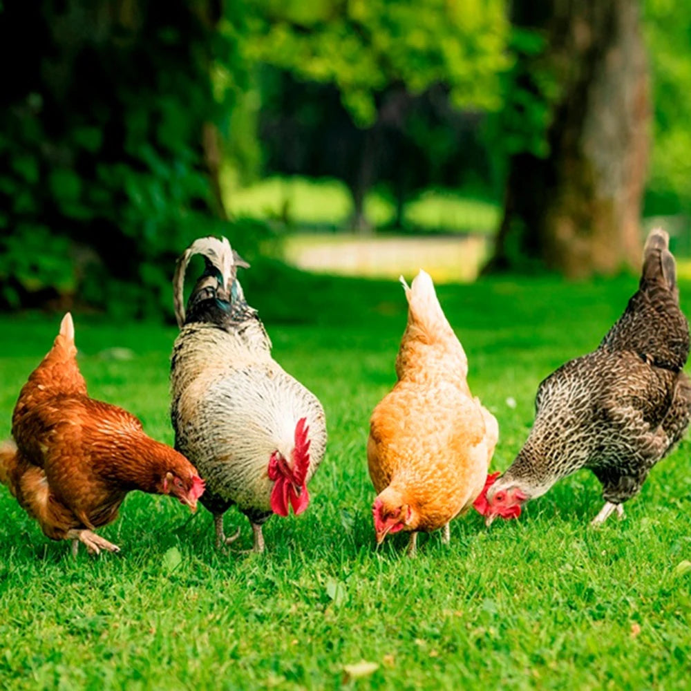 Chickens — Horselands