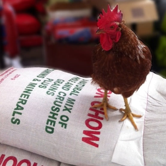 Takanini Feeds Chook Chow — Horselands