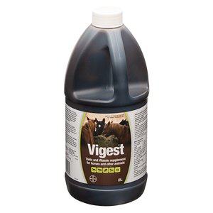 Vigest — Horselands